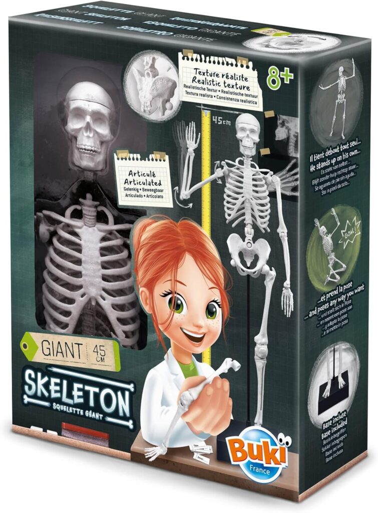 The human body skeleton for children - a human skeleton model from Buki ...